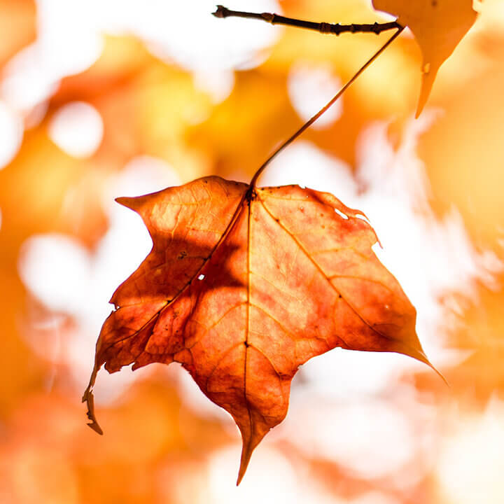 How to Remove Decking Stains Caused By Fallen Leaves | News | Composite ...